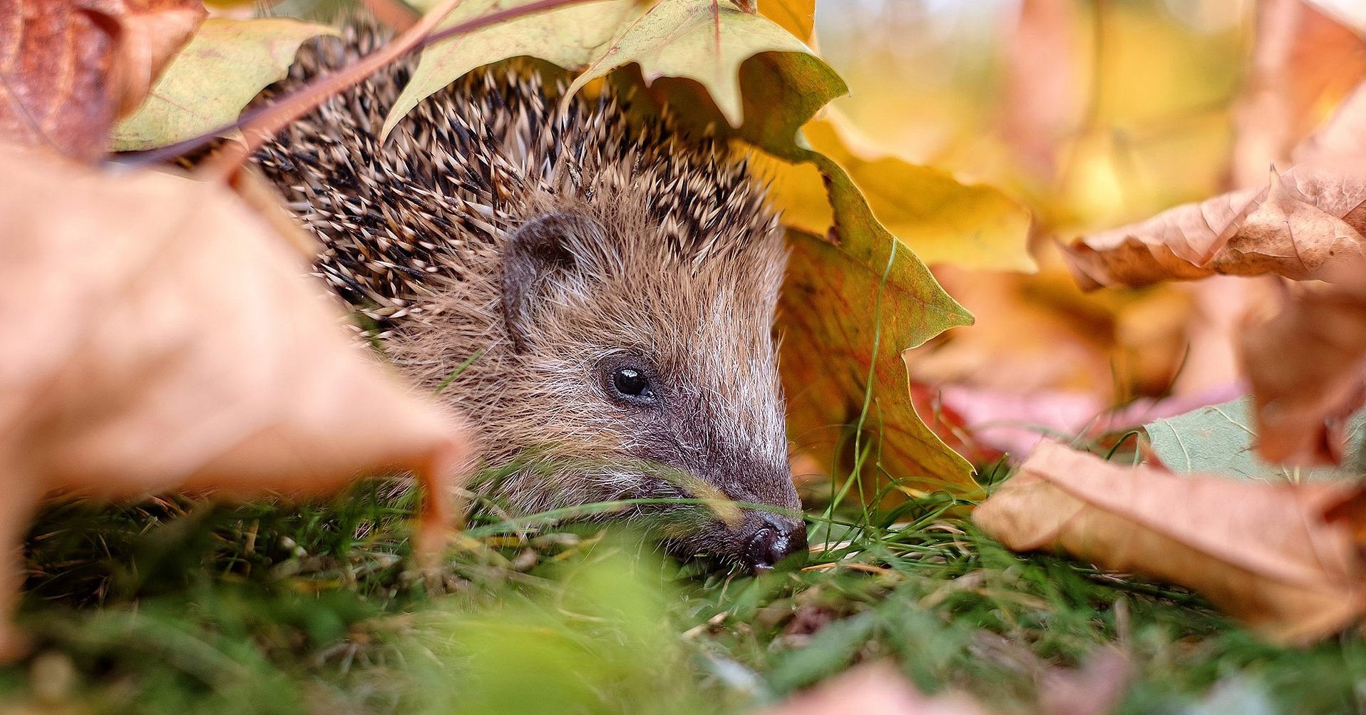 Kleingärtner November 2024