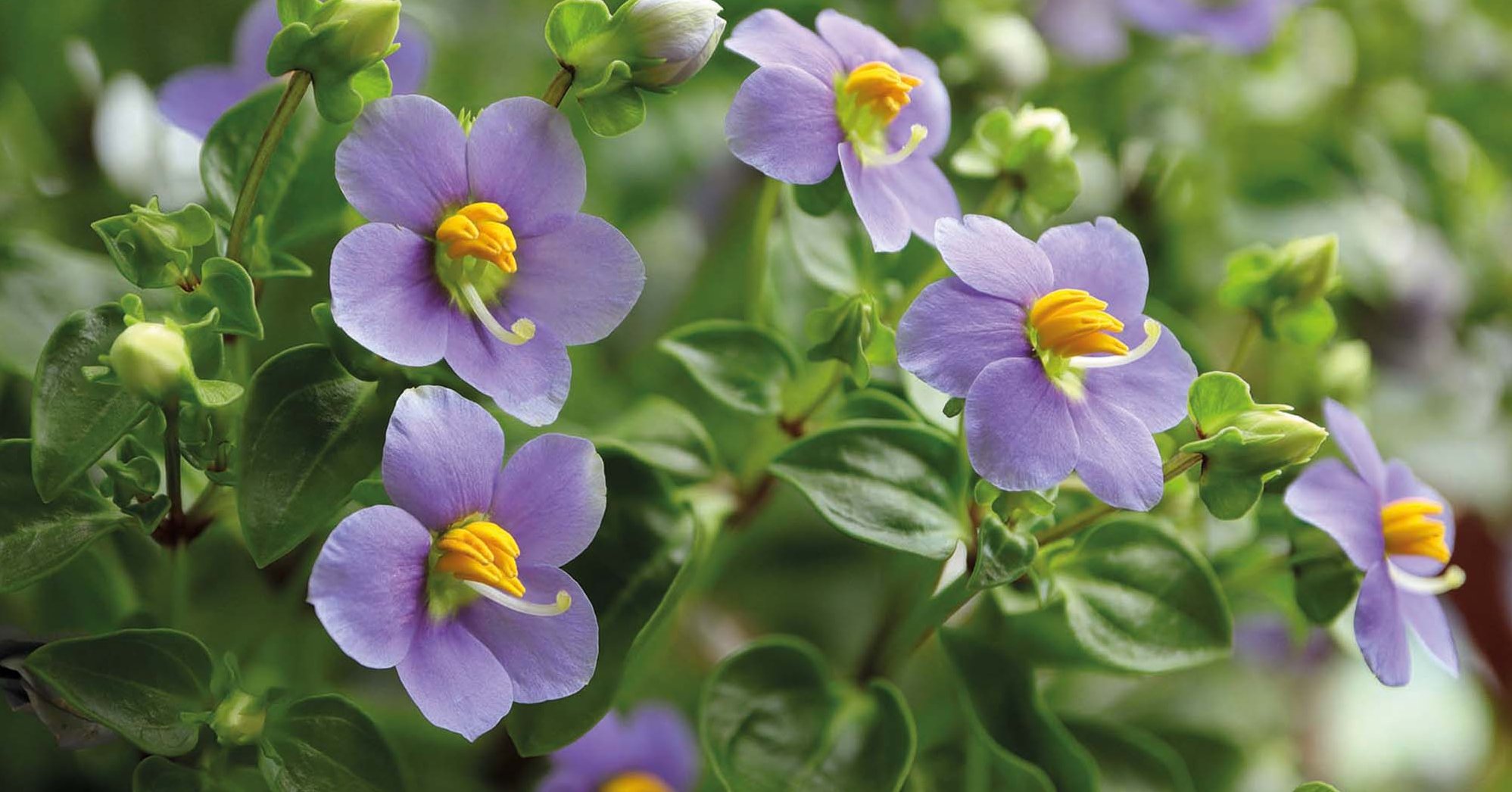 Blaues Lieschen