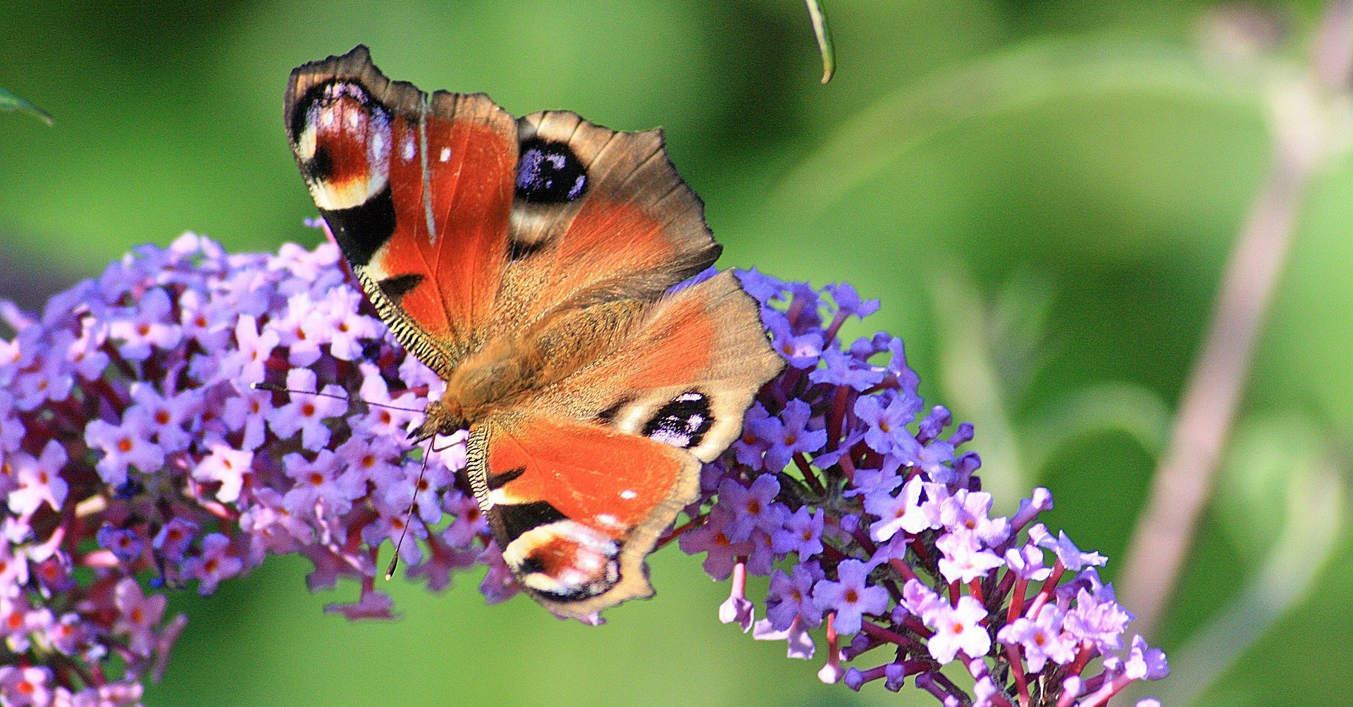Die Schmetterlinge flattern lassen