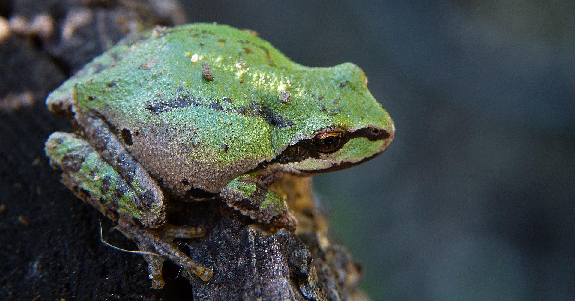 Gärten für Amphibien und Reptilien
